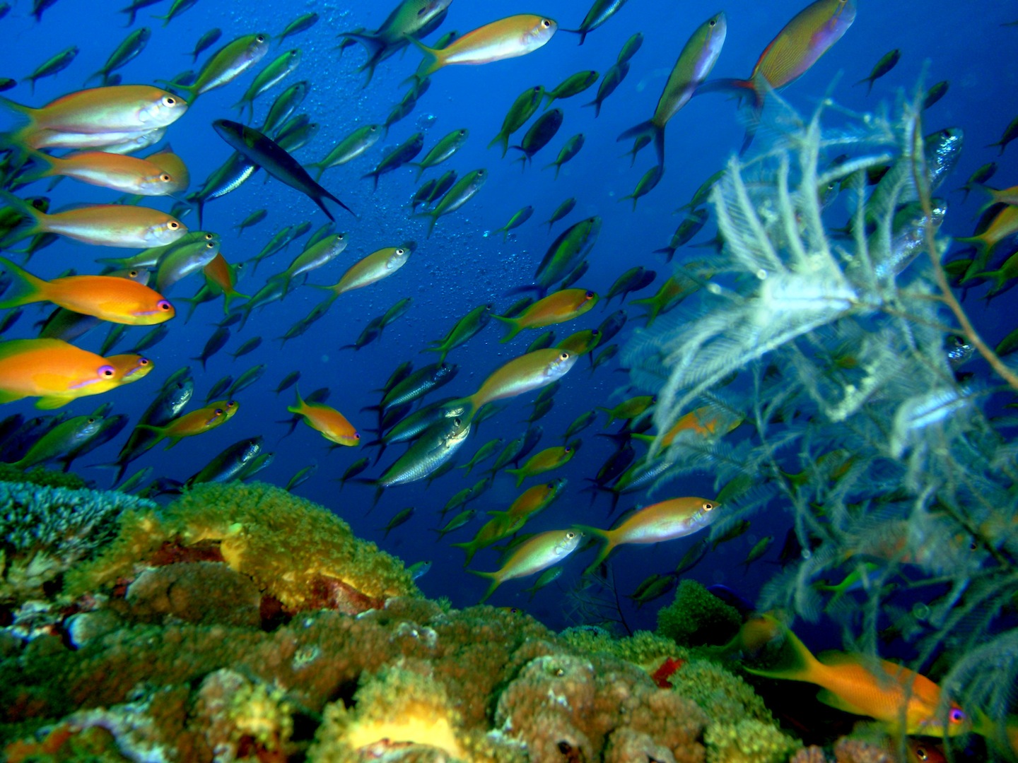 THE ULTIMATE GUIDE TO DIVING AND SNORKELING ON PEMBA ISLAND – Fundu Lagoon