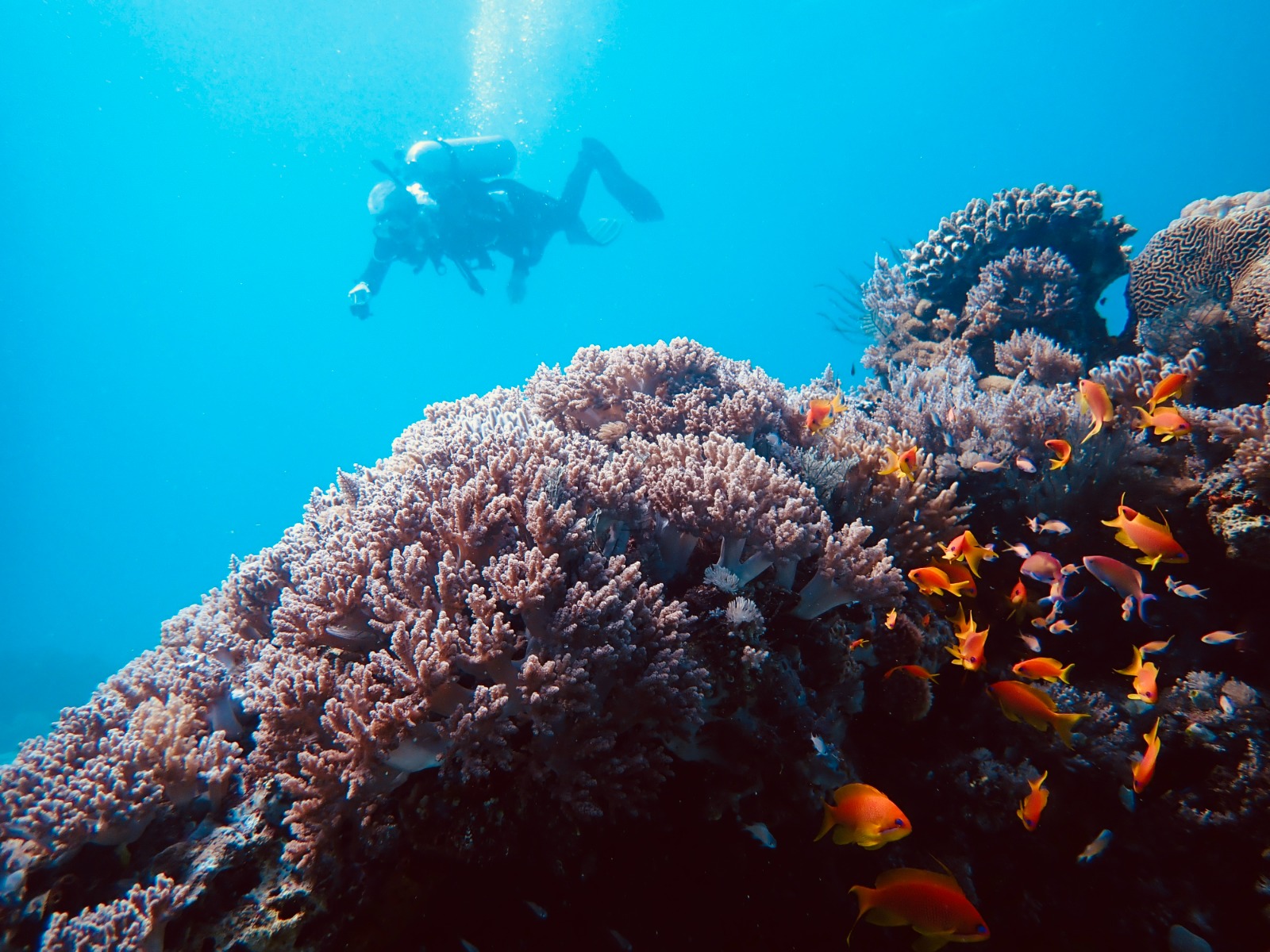 Diving into the Depths: Exploring Pemba Island’s Underwater Wonderland ...