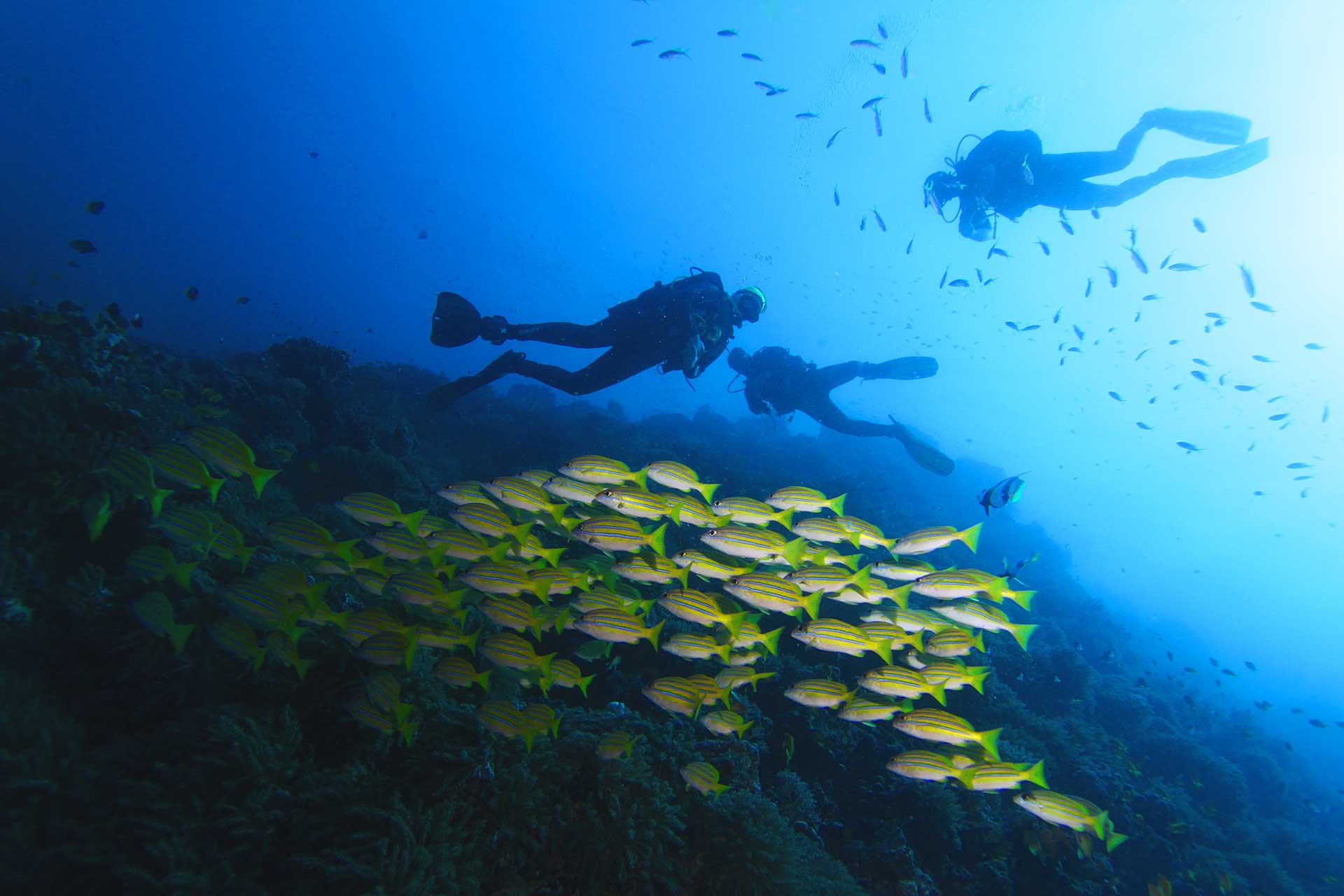 Pemba Island Scuba